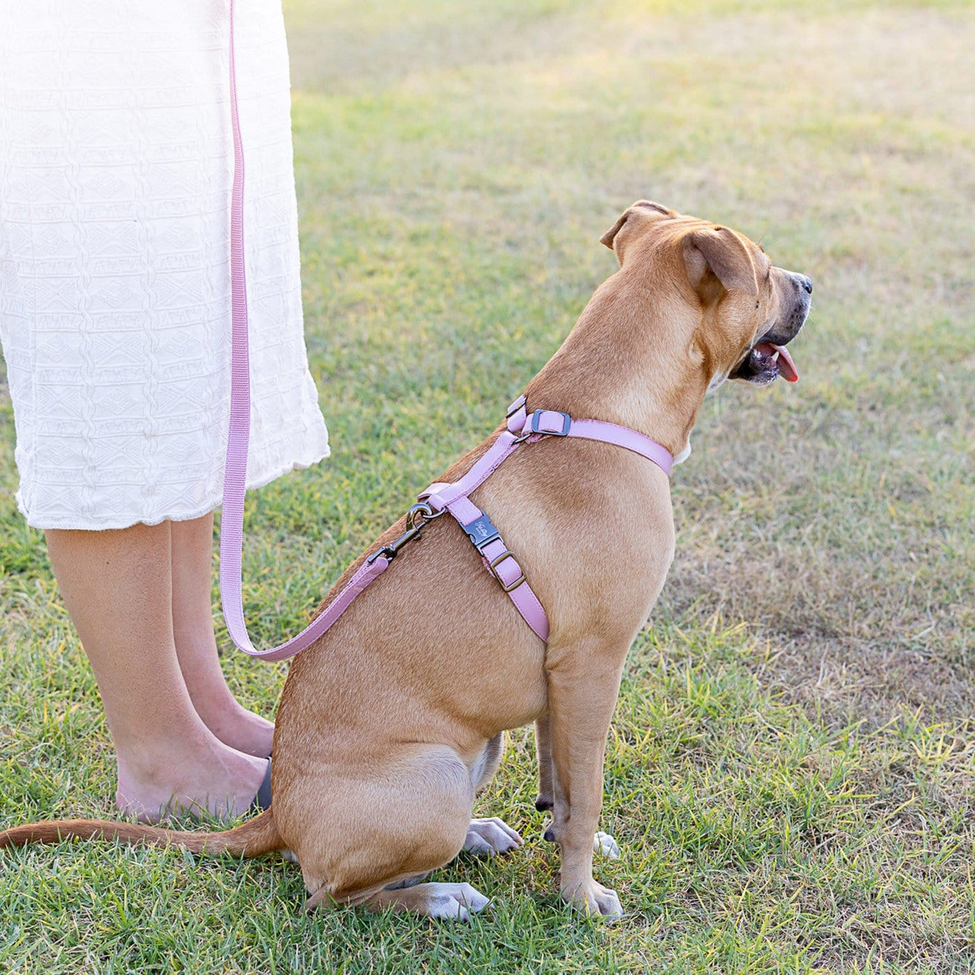 Rosa in Rose Gold Designer Dog Harness | Pink Dog Harness |Adjustable ...